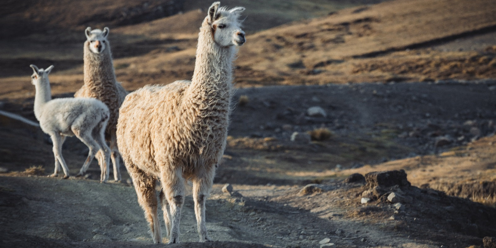 INCA ROYAL KNITWEAR - Sustainable Alpaca Apparel Brand